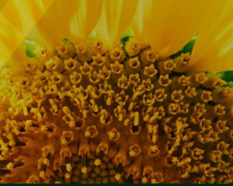 neoda-celebrates-75-years-blog-image-800x640px-1 - Henry Colbeck